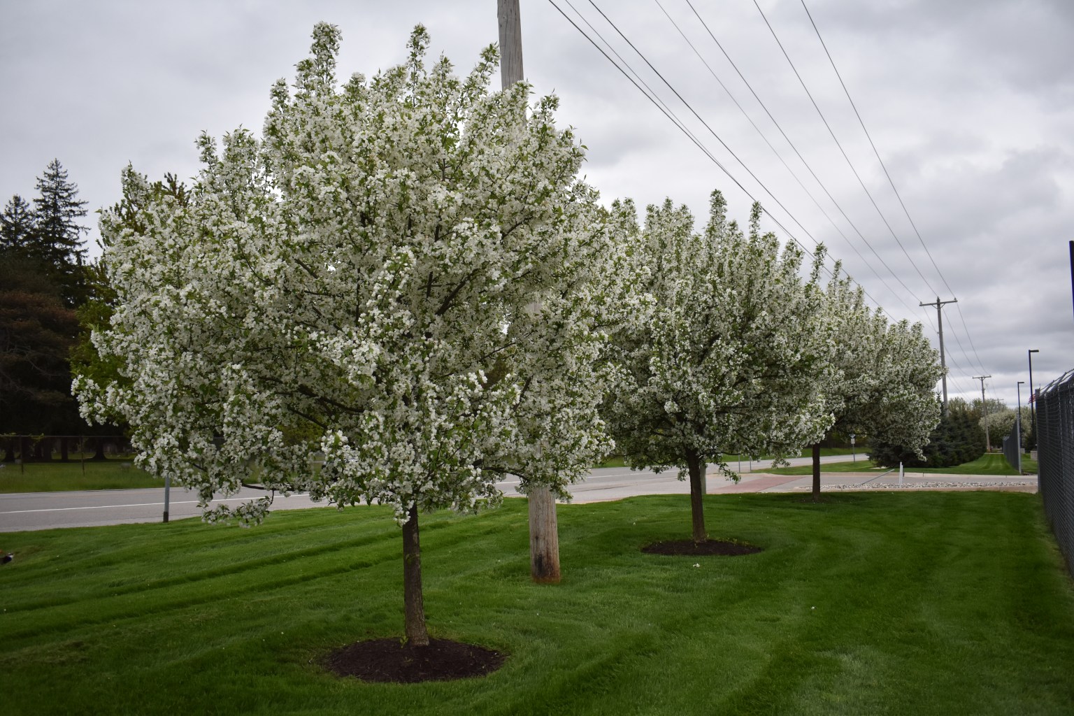 Tree Trimming & Canopy Elevation for Ornamental and Small Shade Trees ...